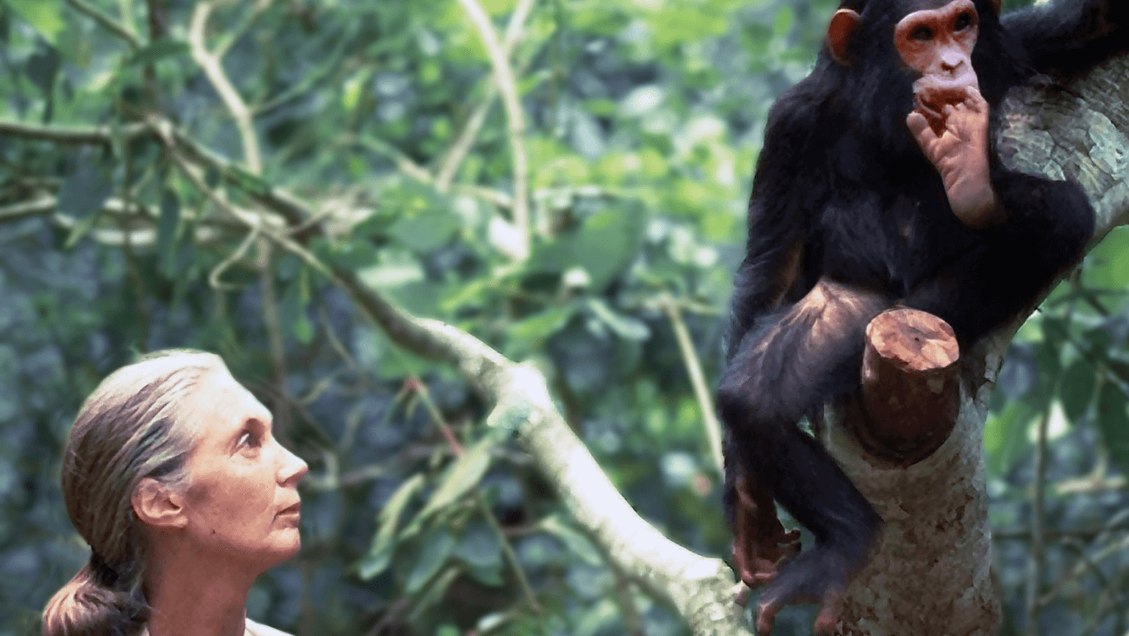 Jane Goodall: Zum Tod einer Legende - finanzielle